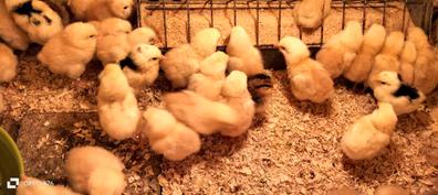 Milanuncios - pollitos de mos