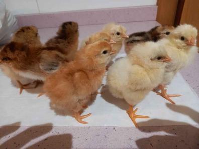 Milanuncios - pollitos