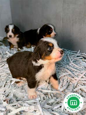 Milanuncios - LINDOS BOYEROS DE BERNA