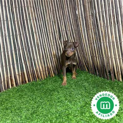Pincher Perros en adopción, compra venta de accesorios y servicios para ...