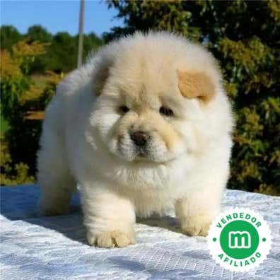 Chow chow en venta | Milanuncios