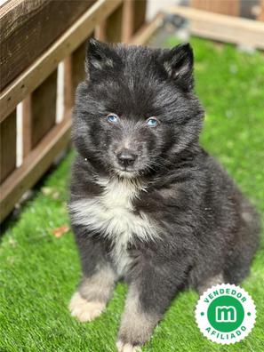 Cruce husky Perros en adopción, compra venta de accesorios y servicios ...
