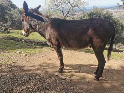 Burros enanos Burros. Compra venta de yeguas al mejor precio y adopción ...