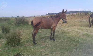 Mulas. Compra venta de mulas al mejor precio y adopción | Milanuncios