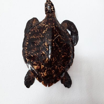Tortuga disecada | Milanuncios