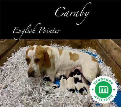 Pointer en venta | Milanuncios