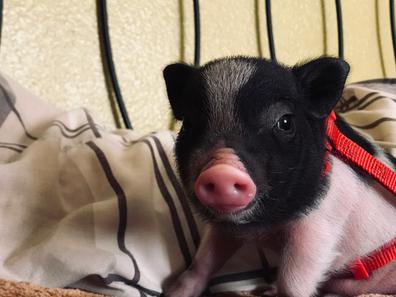 MILANUNCIOS | Cerdo mini pig Mascotas en adopción y accesorios de ...