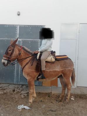 Mulas. Compra venta de mulas al mejor precio y adopción | Milanuncios