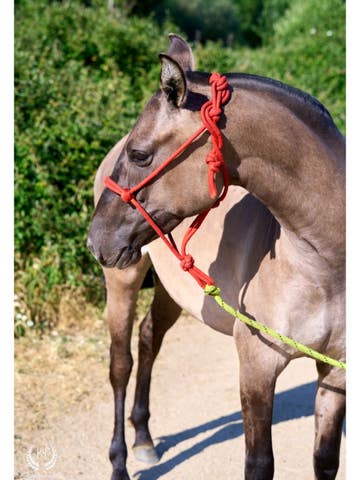Milanuncios - Potra Grulla Dun Lusitana