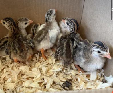 Gallinas guinea en venta | Milanuncios