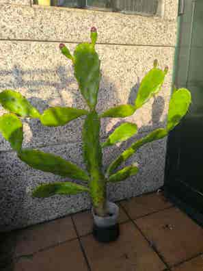 Plantas de segunda mano en Cabreras Sangonera la Verde | Milanuncios