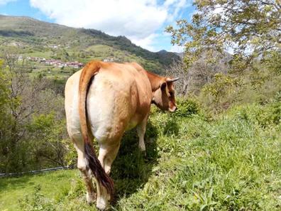 Vacas marcadas aseava | Milanuncios