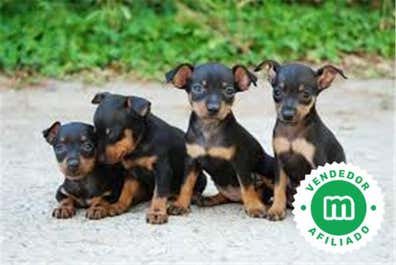 Pincher en venta | Milanuncios