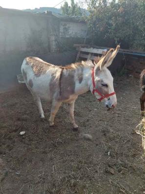Burros. Compra venta de yeguas al mejor precio y adopción | Milanuncios