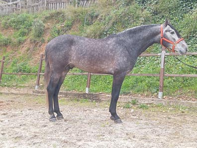 Milanuncios - ESPECTACULAR HIJO DE ROMERO DE TRUJILLO