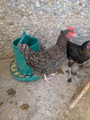 Gallinas en venta | Milanuncios