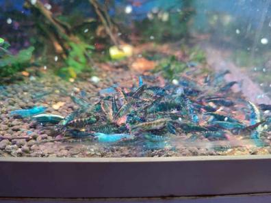 Azul de metileno Compra venta de peces, acuarios, peceras y accesorios ...