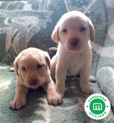 Cachorros labrador Labradores en adopción. Compra venta y regalo de ...