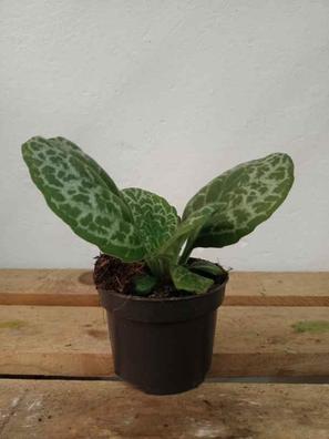 Milanuncios - Prímulina Dryas Pretty Turtle