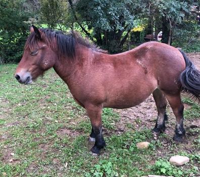 Potros. Compra venta de potros al mejor precio y adopción | Milanuncios