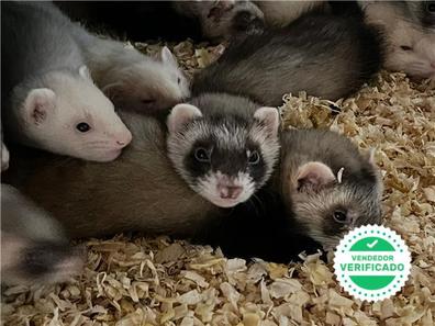 MILANUNCIOS | Huronesen adopción y compra venta al mejor precio. Realar ...