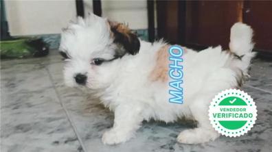 MILANUNCIOS | Rateros Perros en adopción, compra venta de accesorios y ...