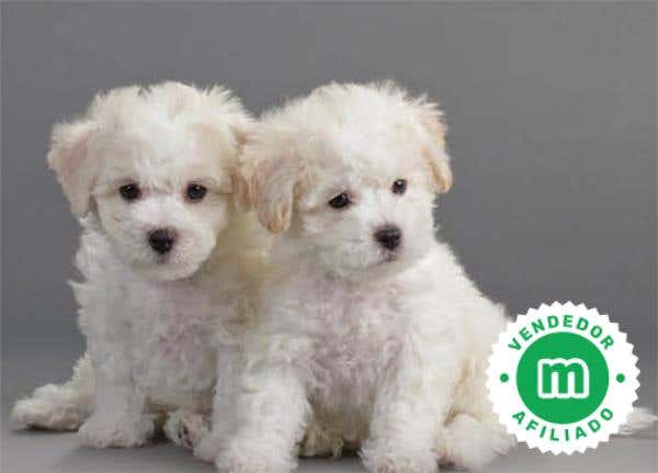 Milanuncios - bichon frise