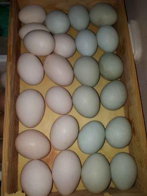 Huevos fertiles | Milanuncios