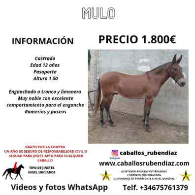 Mulas en venta | Milanuncios