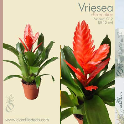 Milanuncios - Vriesea Mix Ø C12 cm Bromelia