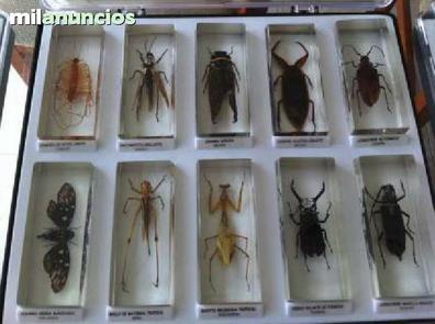 Coleccion bichos rba | Milanuncios