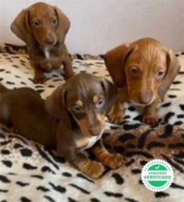 MILANUNCIOS | Teckel Perros en adopción, compra venta de accesorios y ...