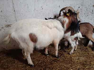 Cabras en venta | Milanuncios