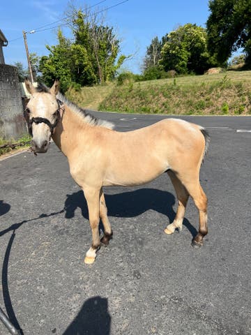 Milanuncios - Se vende poni welsh