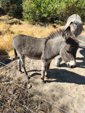 Burros enanos en venta | Milanuncios