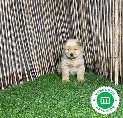 Chow chow en venta | Milanuncios