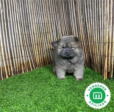 Chow chow en venta | Milanuncios