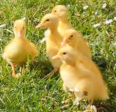 Patos en venta | Milanuncios