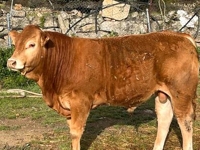 MILANUNCIOS | Becerros Terneros. Compra venta de terneros al mejor ...