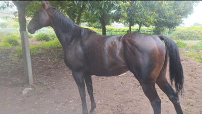 MILANUNCIOS | Pura sangre arabe Caballosen venta . Comprar y vender ...