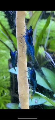Milanuncios - gambas acuario Neocaridinas BLUE DIAMOND