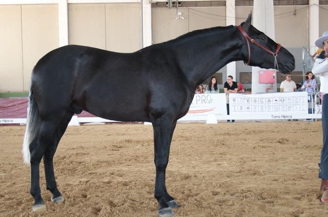 Milanuncios - Precioso potro PRE 3 años 1,75 alzada