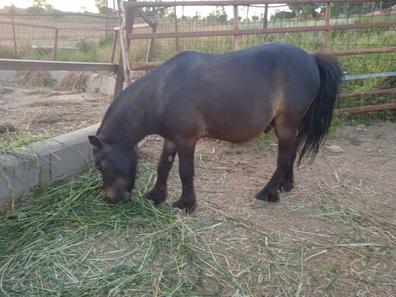MILANUNCIOS | Poni Ponys. Compra venta de ponys al mejor precio y adopción