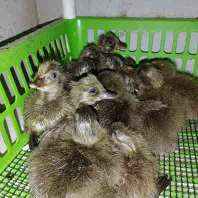 Patos en venta | Milanuncios
