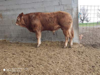 Limusines Toros. Compra venta de toros al mejor precio y adopción ...