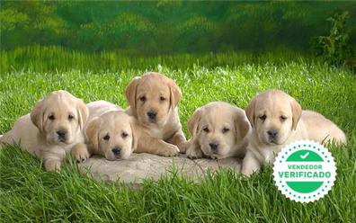 MILANUNCIOS | Labradores en adopción. Compra venta y regalo de ...