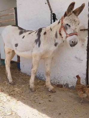 Burros. Compra venta de yeguas al mejor precio y adopción en Oteruelo ...