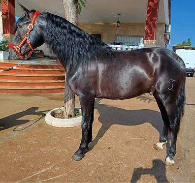 Pre en venta | Milanuncios