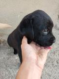 MILANUNCIOS | Labradores en adopción. Compra venta y regalo de ...