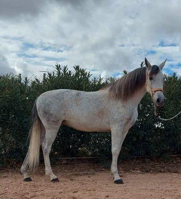 Milanuncios - PONY D